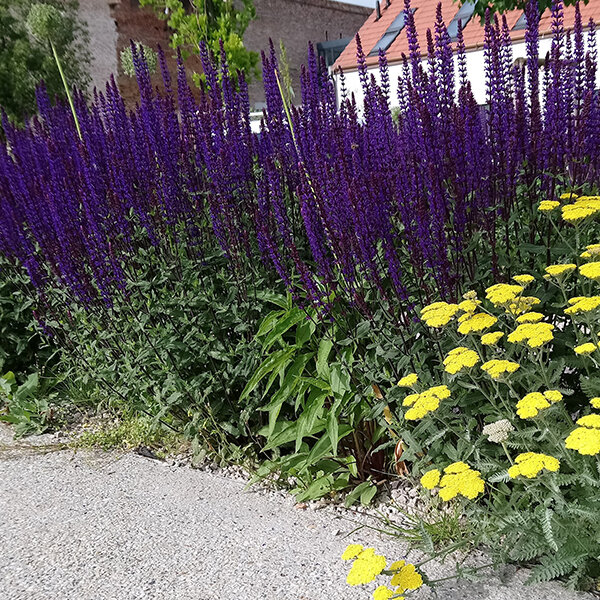 Šalvia Hájna - Salvia nemorosa 'Caradonna' • Poni Veni (Slovenské trvalky)