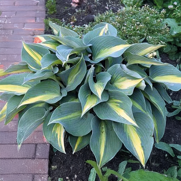 Funkia - Hosta 'Catherine' • Poni Veni (Slovenské trvalky)