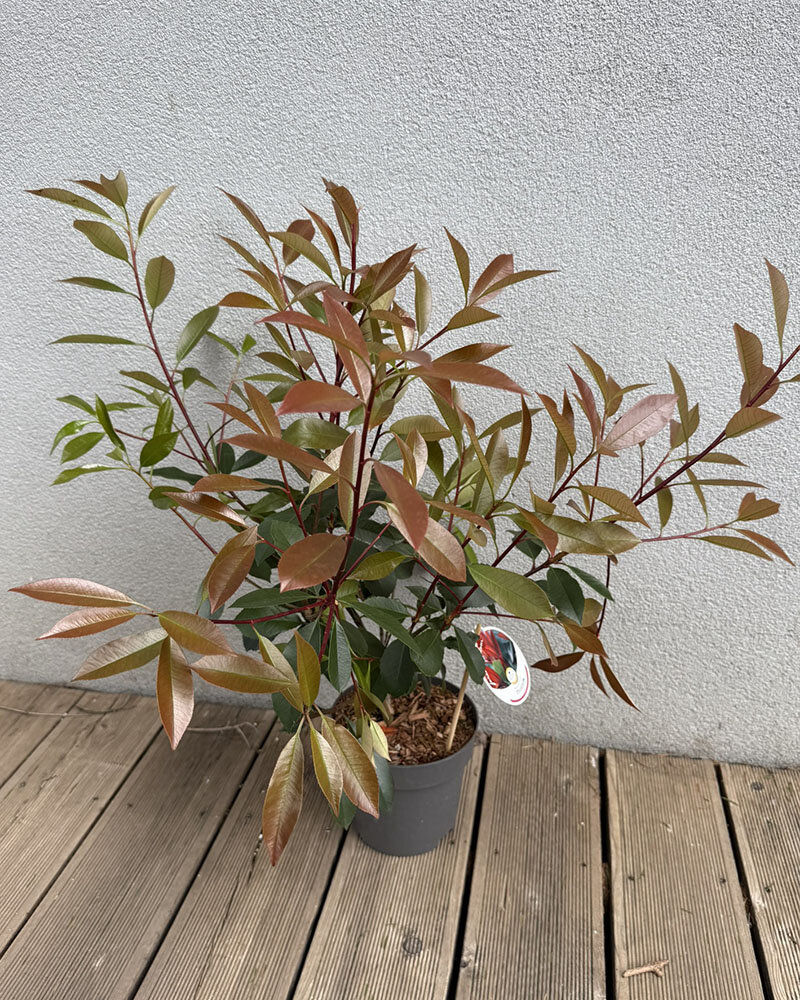 Červienka Malá - Photinia fraseri 'Red Robin' • Poni Veni (Slovenské ...