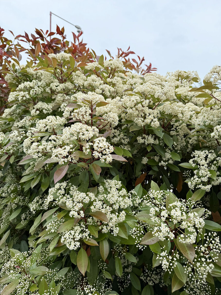 Červienka Malá - Photinia fraseri 'Red Robin' • Poni Veni (Slovenské ...