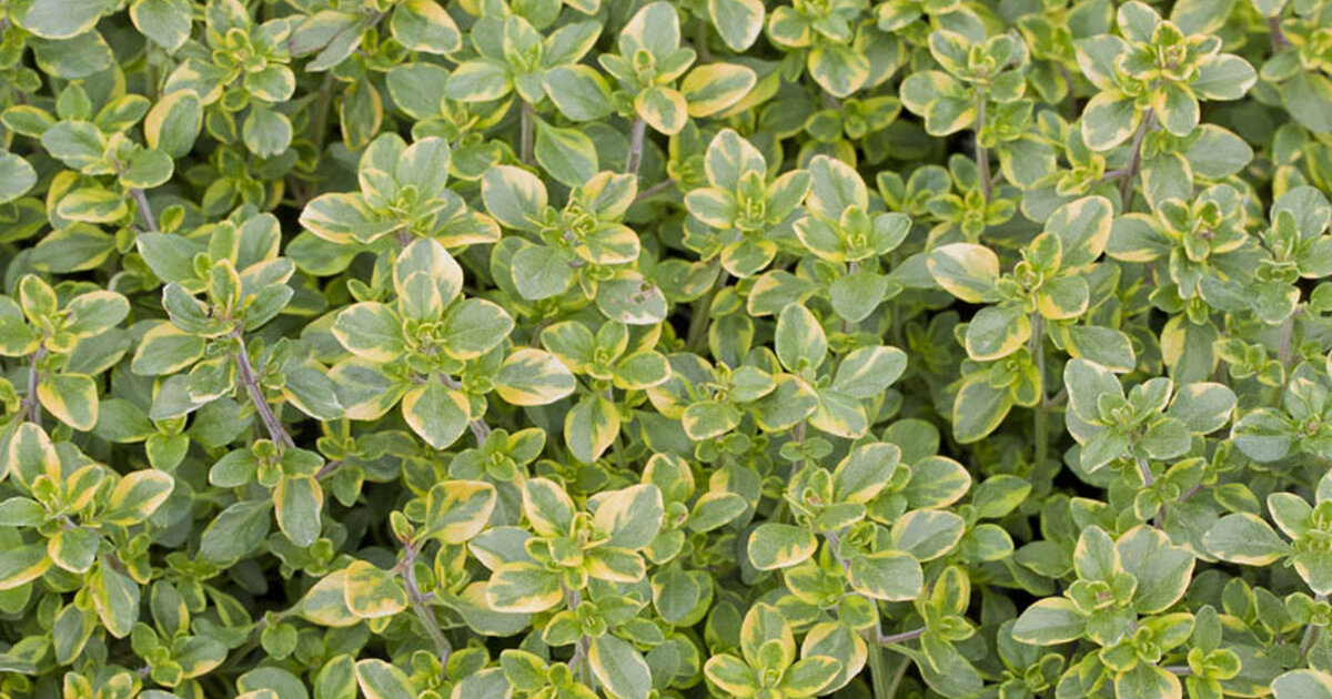 Dúška Citrónová - Thymus x citriodorus 'Gold Lemon' • Poni Veni ...