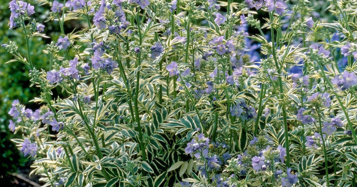 Vojnovka Belasá - Polemonium caeruleum 'Blanjou' • Poni Veni (Slovenské ...