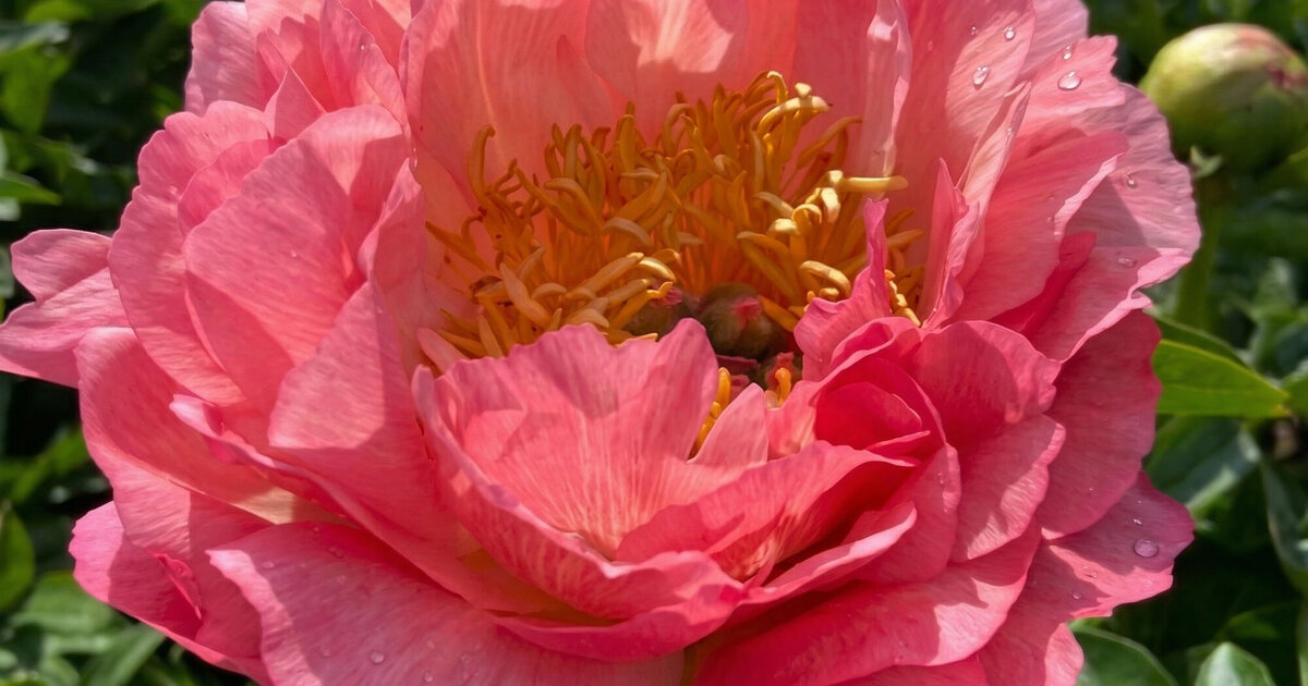 Pivonka Bielokvetá - Paeonia lactiflora 'Coral Sunset' • Poni Veni ...