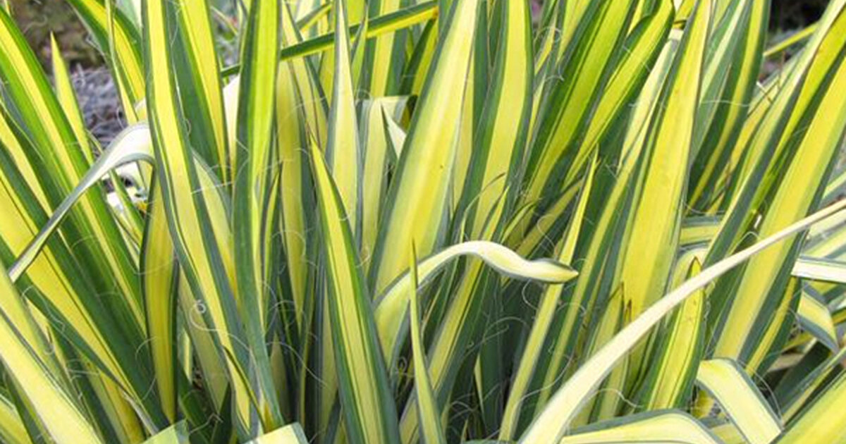 Juka Vláknitá - Yucca filamentosa 'Gold Heart' • Poni Veni (Slovenské ...