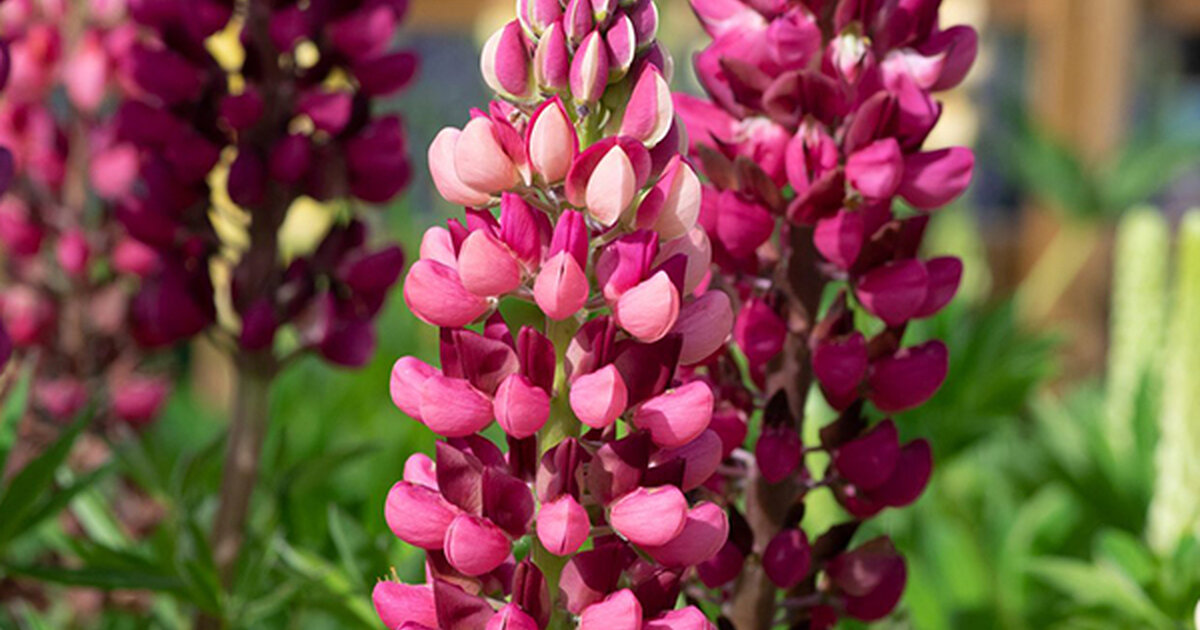 Lupína Mnoholistá - Lupinus polyphyllus 'Legendary Red Shades' • Poni ...