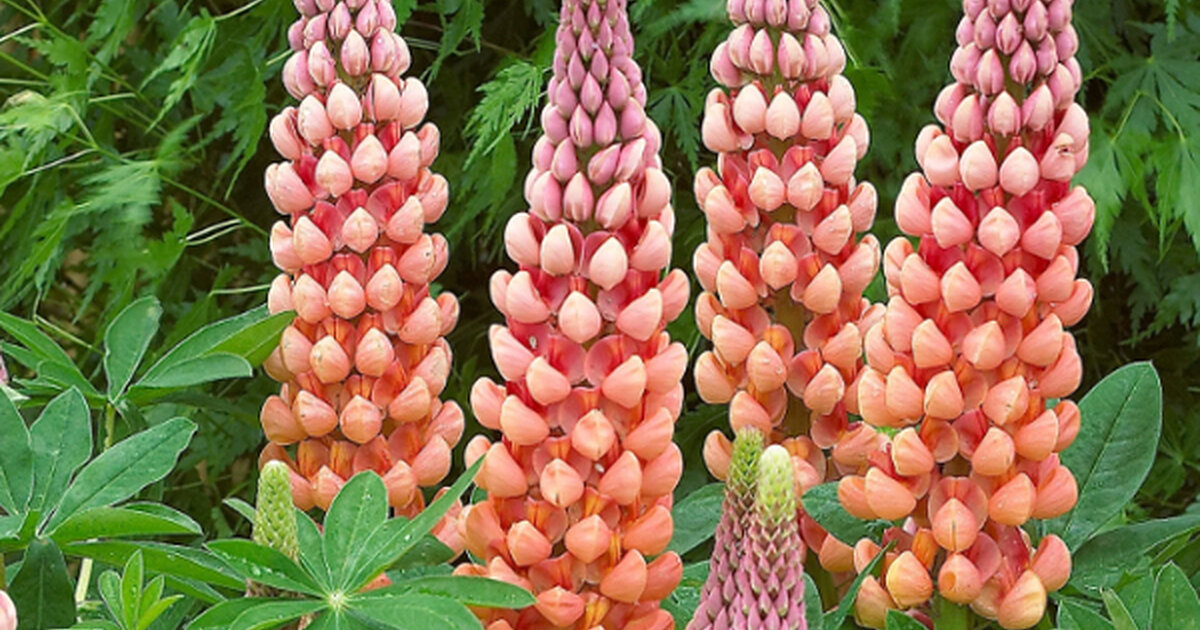 Lupína Mnoholistá - Lupinus west country 'Salmon Star' • Poni Veni ...