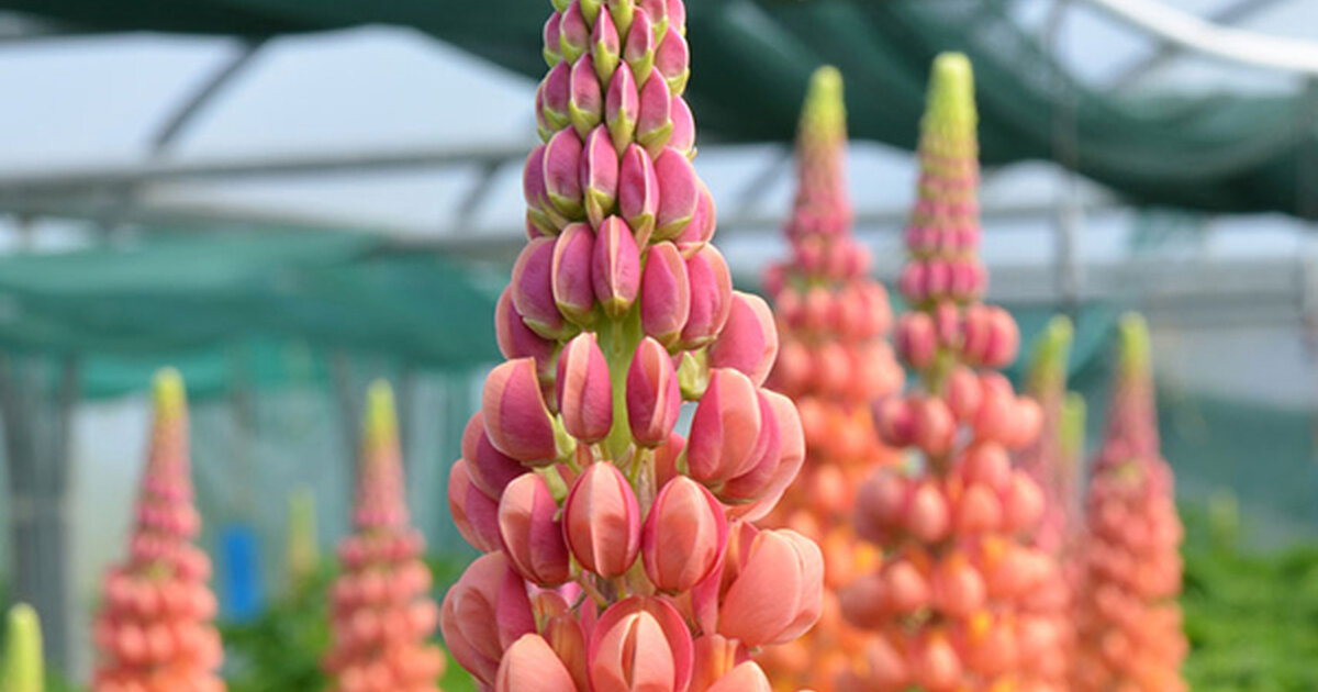 Lupína Mnoholistá - Lupinus west country 'TerraCotta' • Poni Veni ...