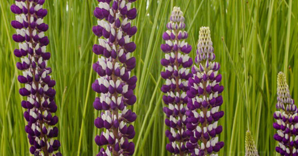 Lupína - Lupinus 'Tower Grape' • Poni Veni (Slovenské trvalky)