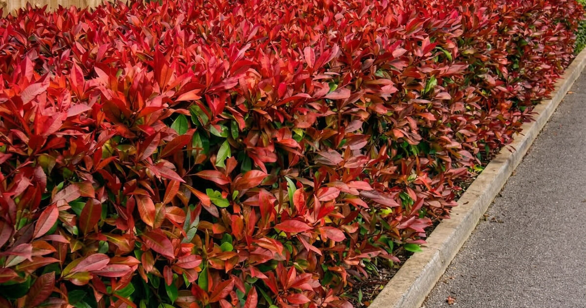 Červienka Malá - Photinia fraseri 'Red Robin' • Poni Veni (Slovenské ...