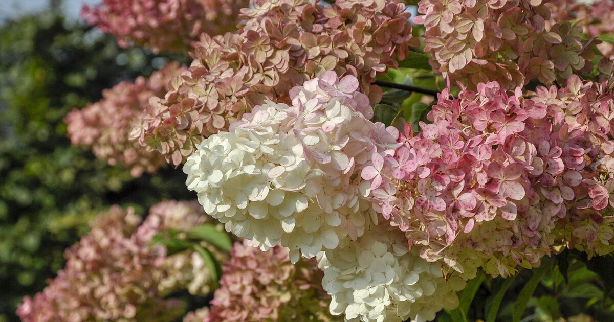 Jarná starostlivosť o hortenzie – Sprievodca pre začiatočníkov" • Poni ...