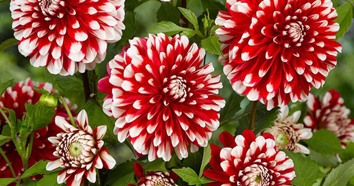 Dalia, Georgína - Dahlia 'Little Tiger' • Poni Veni (Slovenské trvalky)