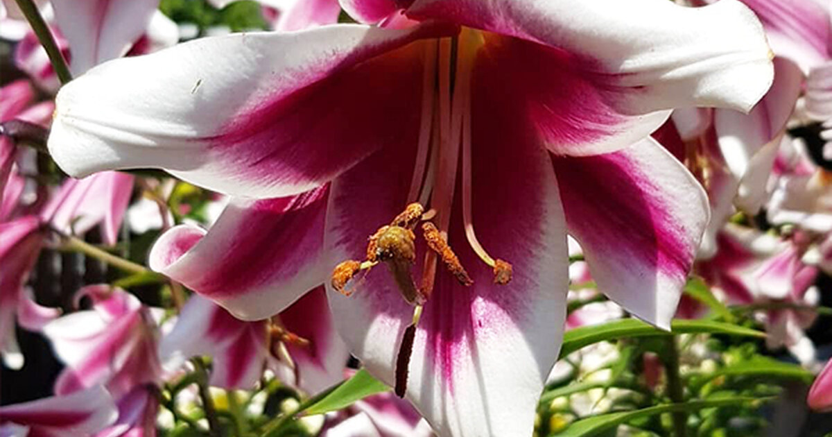 Ľalia - Lilium 'Friso' • Poni Veni®
