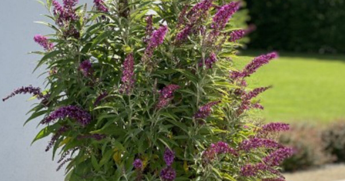 Budleja - Buddleja 'Butterfly Tower' • Poni Veni (Slovenské trvalky)
