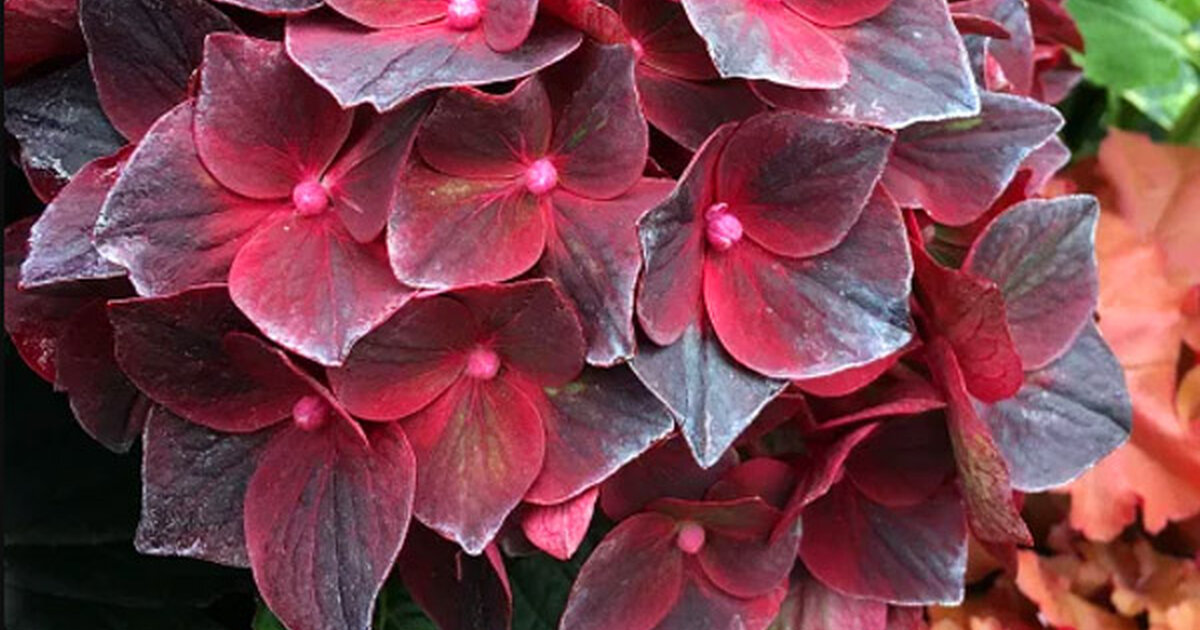 Hortenzia Kalinolistá - Hydrangea Royalty Collection 'Black Knight ...