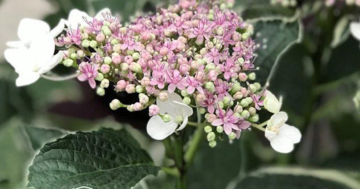 Hortenzia Kalinolistá - Hydrangea Royalty Collection 'Light o Day ...