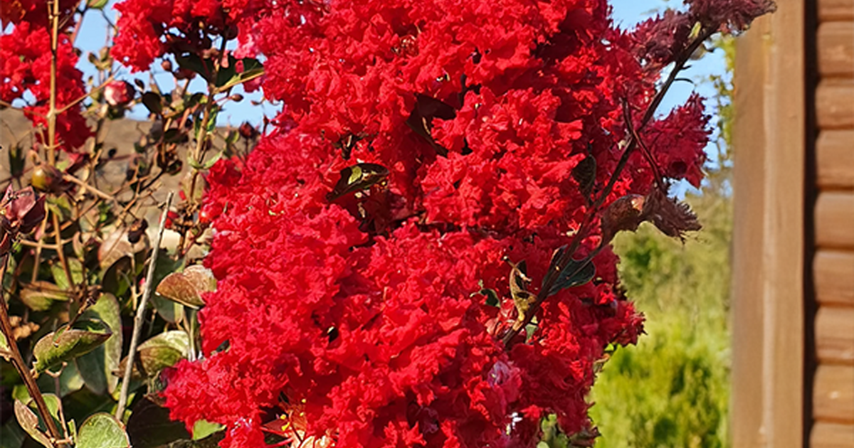 Myrta Krepová - Lagerstroemia indica ‘Concy Red’ • Poni Veni (Slovenské ...