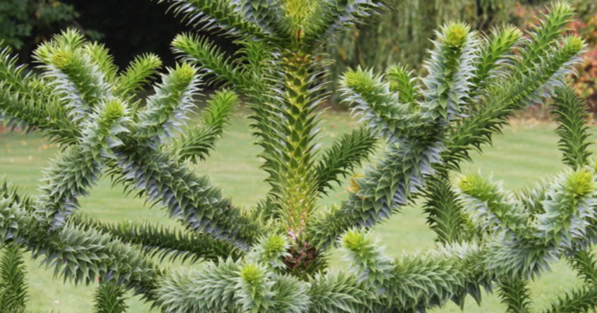 Araukária Andská - Araucaria araucana • Poni Veni (Slovenské trvalky)