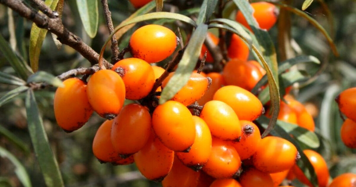Rakytník Rešetliakový - Hippophae rhamnoides 'Leikora' • Poni Veni ...