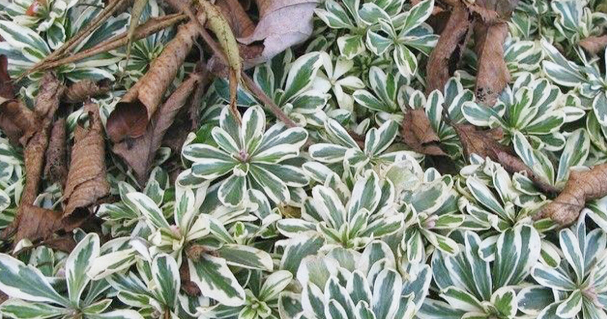 Arábka - Arabis procurrens 'Variegata' • Poni Veni (Slovenské trvalky)