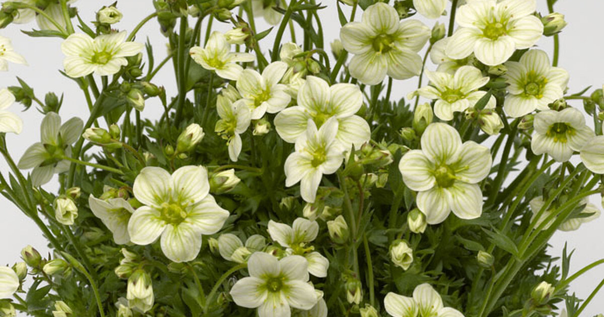 Lomikameň - Saxifraga x arendsii 'Alpino Early Lime' • Poni Veni ...