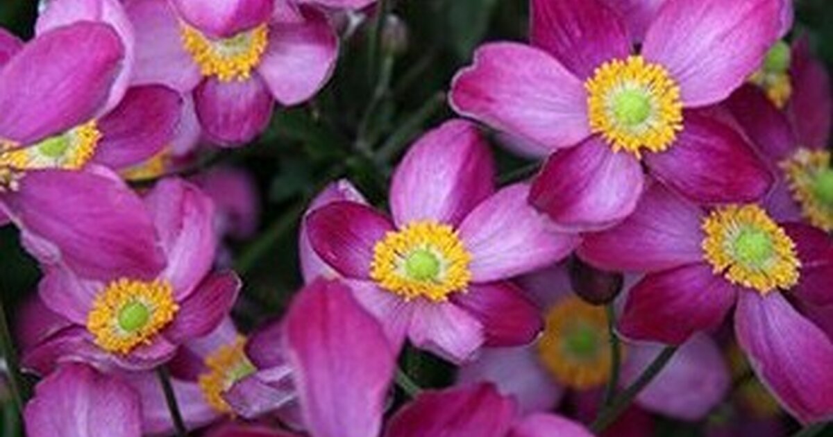 Veternica - Anemone 'Pretty Lady Susan' • Poni Veni (Slovenské trvalky)