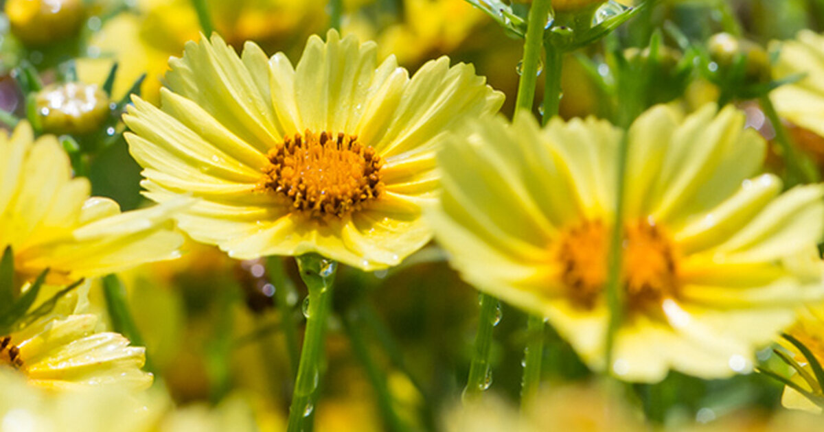 Krásnoočko - Coreopsis auricullata 'Limoncello Golden Yellow' • Poni ...