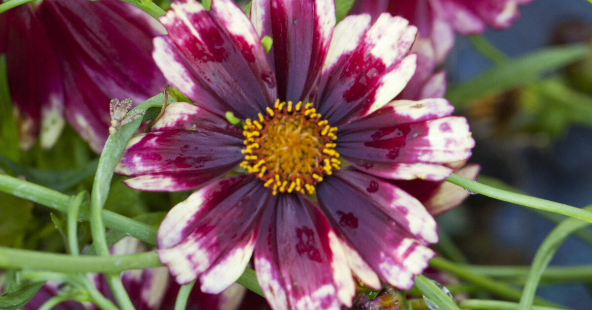 Kráska - Coreopsis 'Ruby Frost' • Poni Veni (Slovenské trvalky)