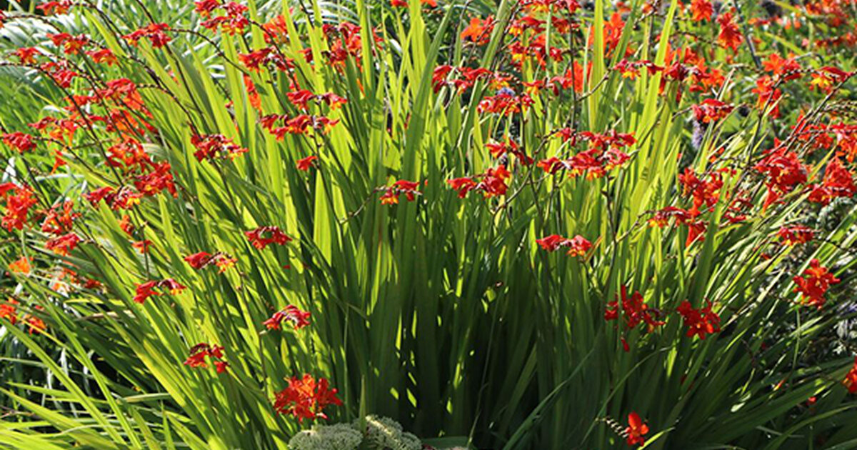 Montbrécia - Crocosmia × 'Hellfire' • Poni Veni (Slovenské trvalky)