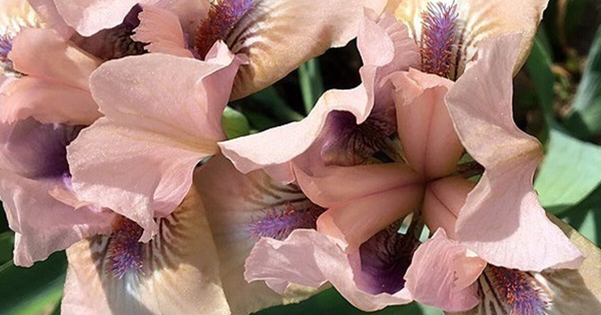 Kosatec Nízky - Iris pumila 'Volts' • Poni Veni®