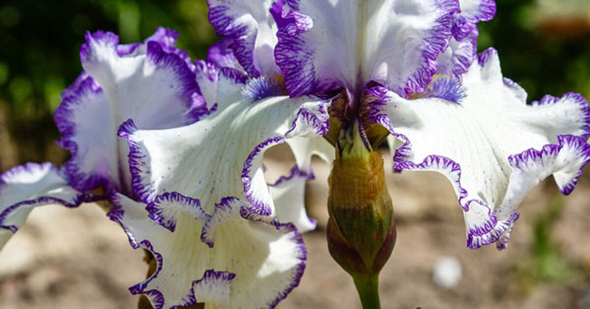 Kosatec Nemecký - Iris germanica 'Rare Edition' • Poni Veni (Slovenské ...