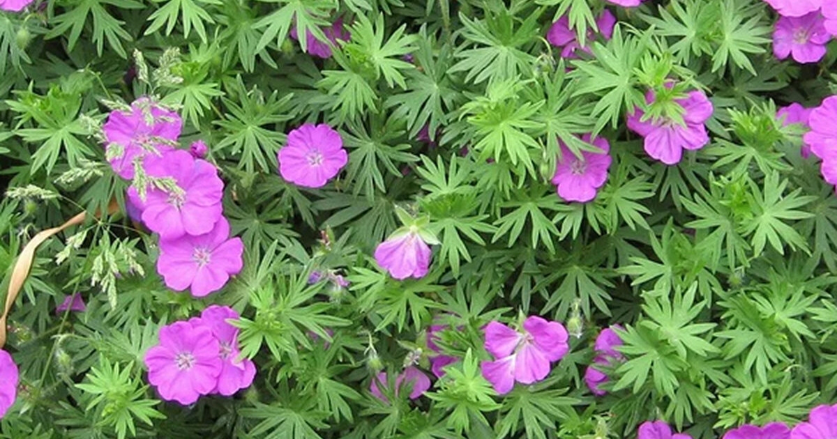 Pakost - Geranium 'Pink Penny' • Poni Veni (Slovenské trvalky)