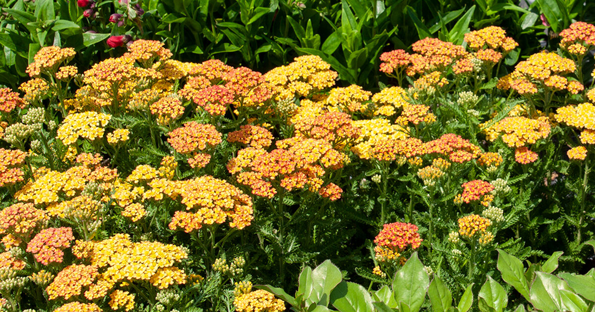 Rebríček Obyčajný - Achillea millefolium 'Sassy Summer Sunset' • Poni ...