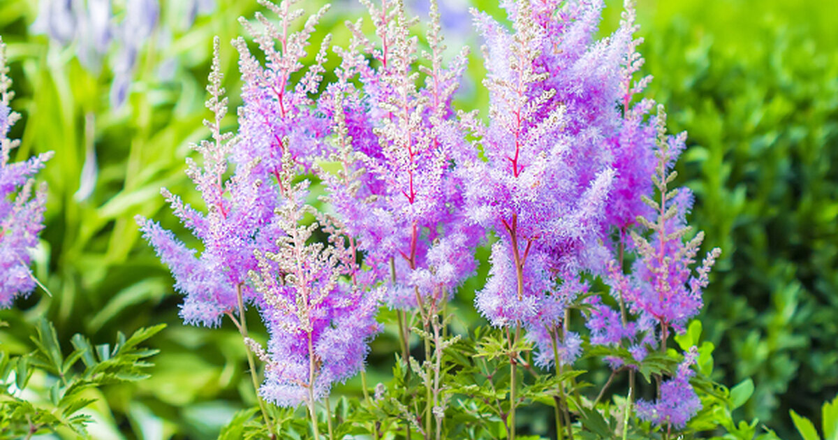 Astilba - Astilbe x Arendsii Amethyst • Poni Veni (Slovenské trvalky)