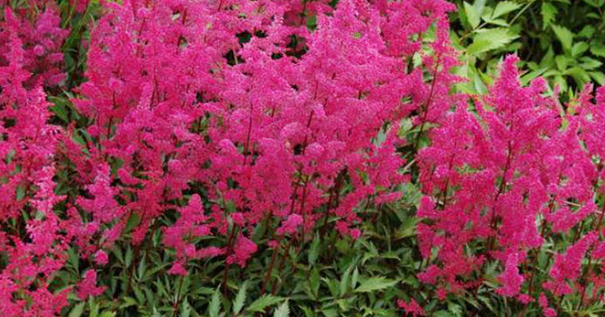 Astilba Japonská - Astilbe japonica 'Vesuvius' • Poni Veni (Slovenské ...