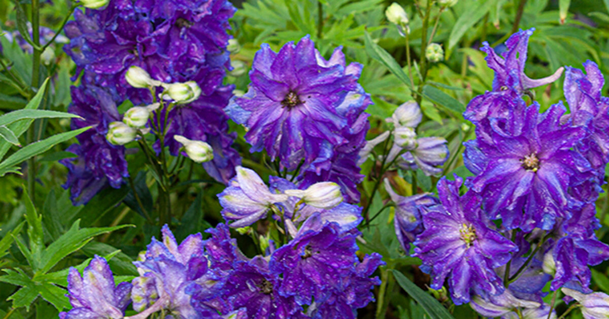 Stračonôžka - Delphinium 'Delgenius Kingsley' • Poni Veni (Slovenské ...