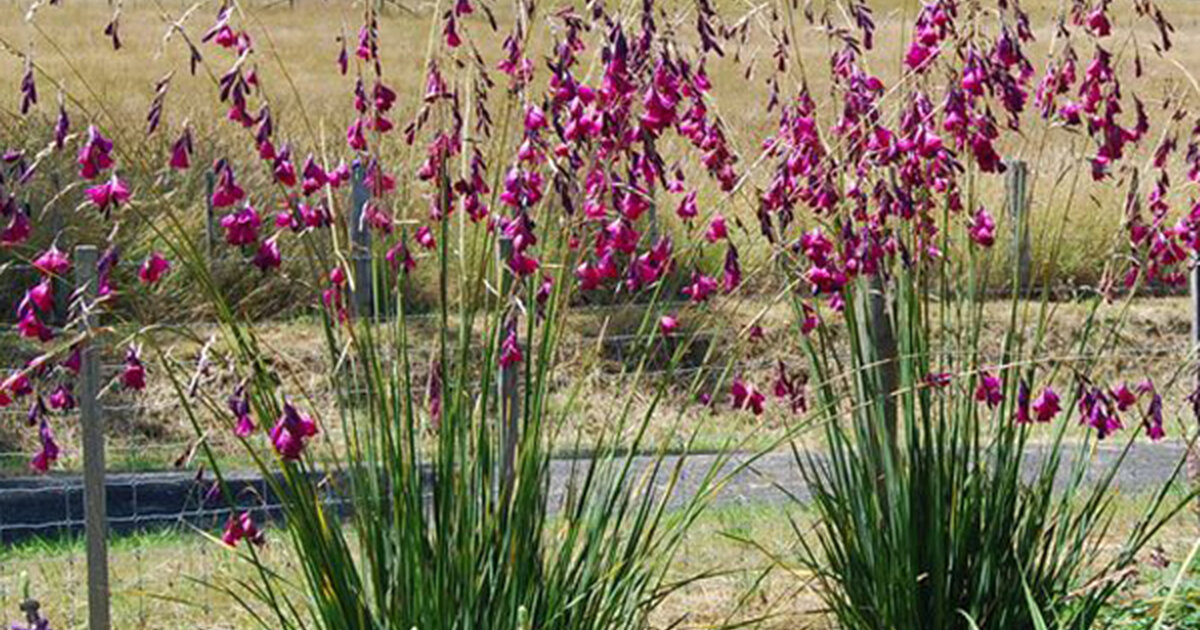 Dierama - Dierama pulcherrimum 'Dark Cerise' • Poni Veni (Slovenské ...