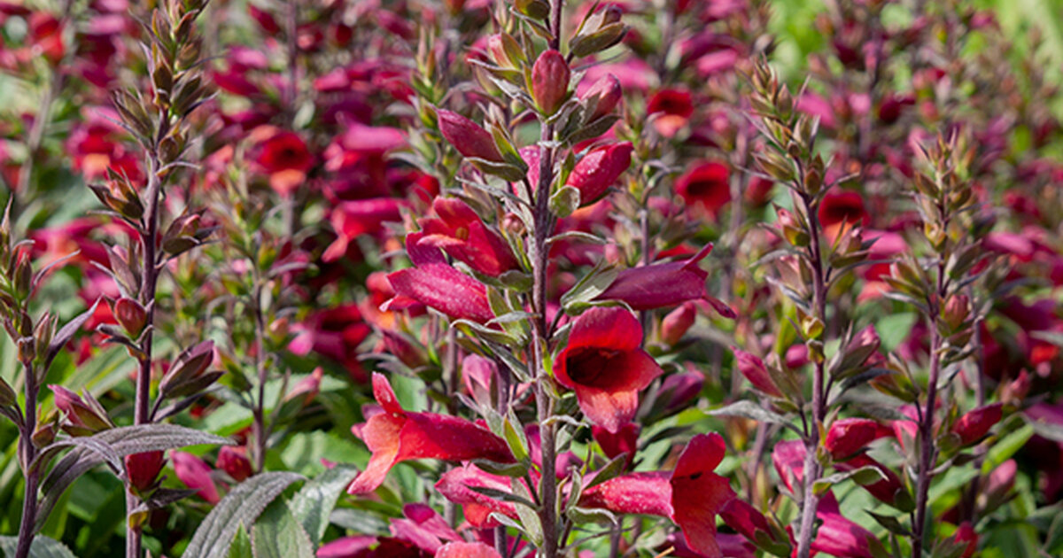 Náprstník Hybridný - Digiplexis 'Illumination Raspberry' • Poni Veni ...