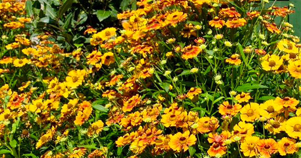 Helénium - Helenium 'Peach Sundae' • Poni Veni (Slovenské trvalky)