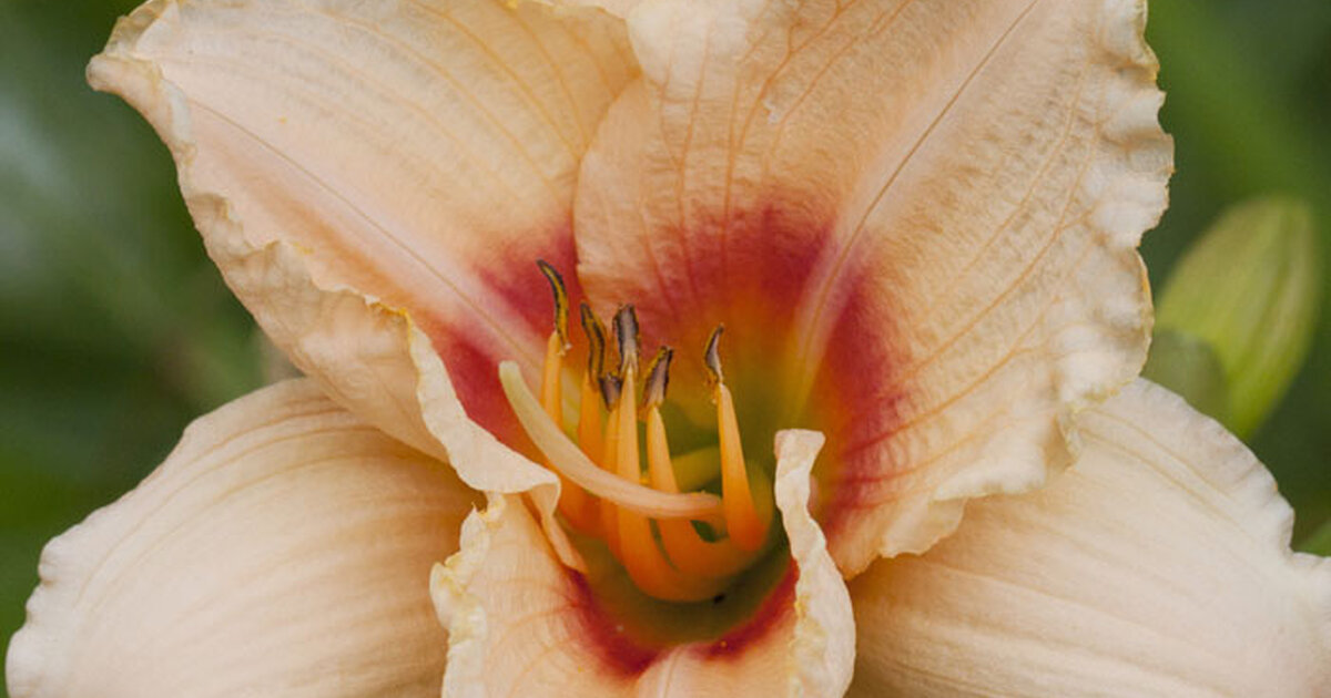 Ľaliovka - Hemerocallis 'Silloam Virginia Hanson' • Poni Veni ...
