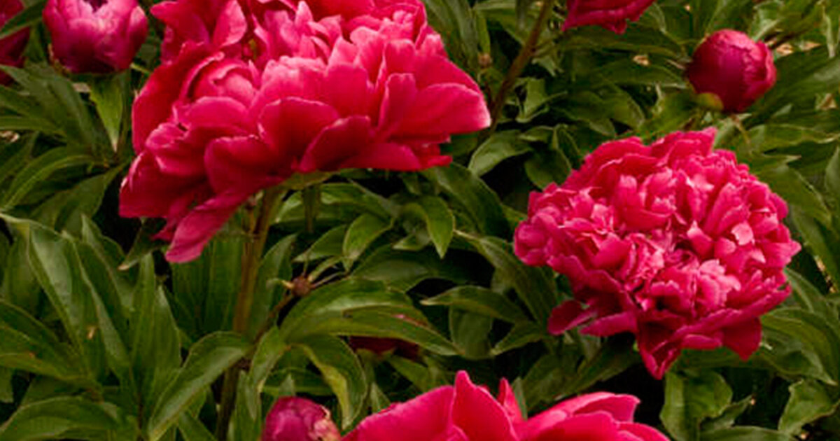 Pivonka Čínska - Paeonia lactiflora 'Karl Rosenfield' • Poni Veni ...