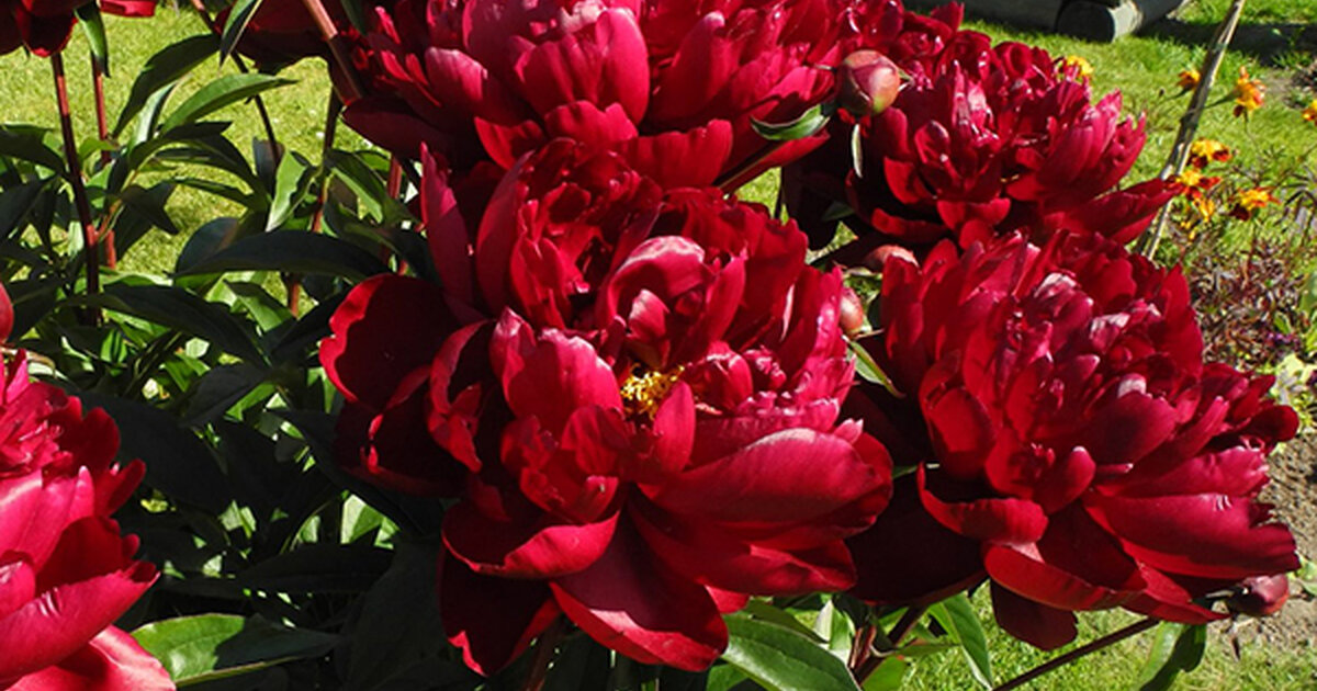Pivonka - Paeonia 'Peter Brand' • Poni Veni (Slovenské trvalky)