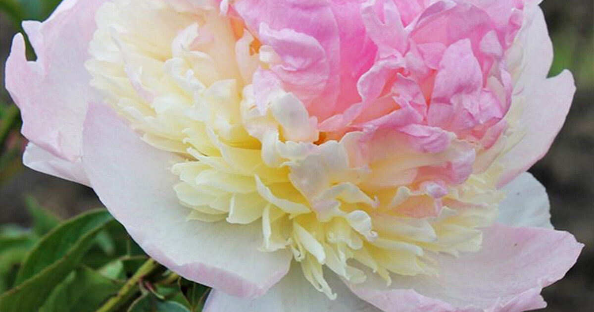 Pivonka - Paeonia 'Raspberry Sundae' • Poni Veni (Slovenské trvalky)
