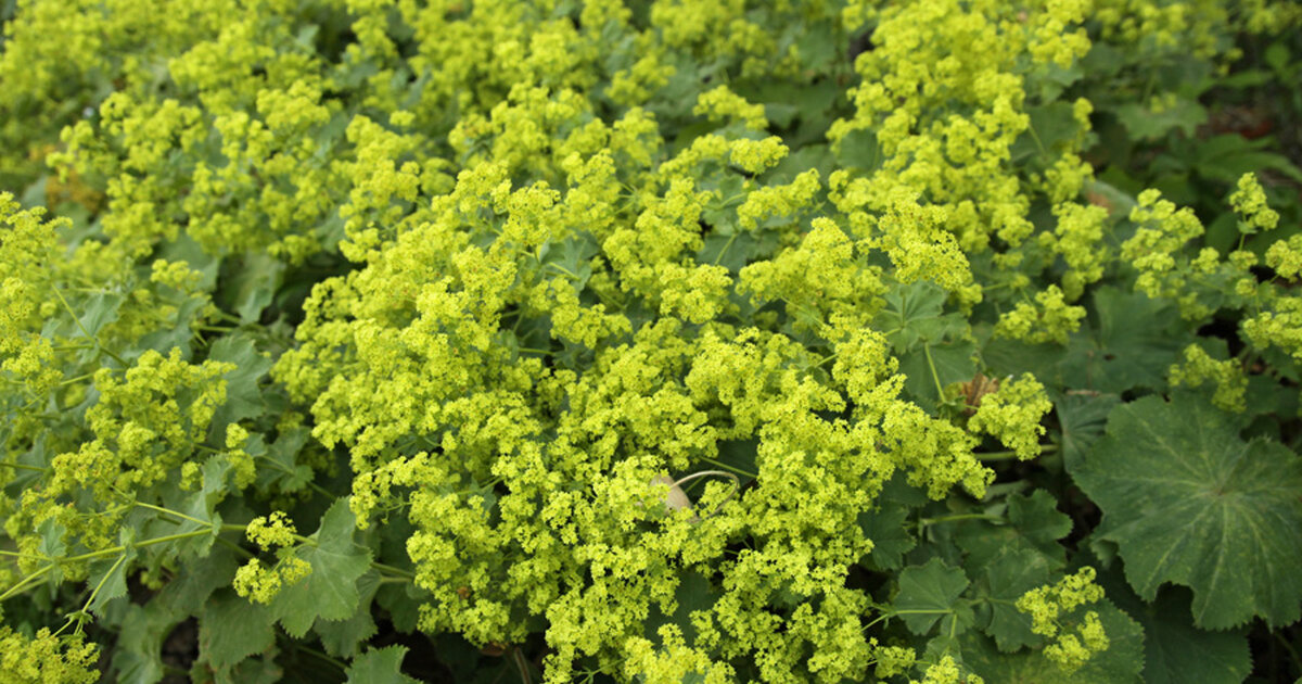 Alchemilka Mäkká - Alchemilla mollis 'Thriller' • Poni Veni (Slovenské ...